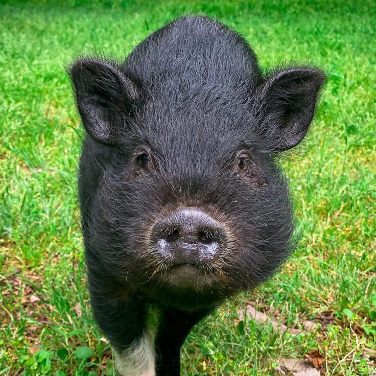 Pigs | Piggins and Banks - Nonprofit Pig Sanctuary in Virginia