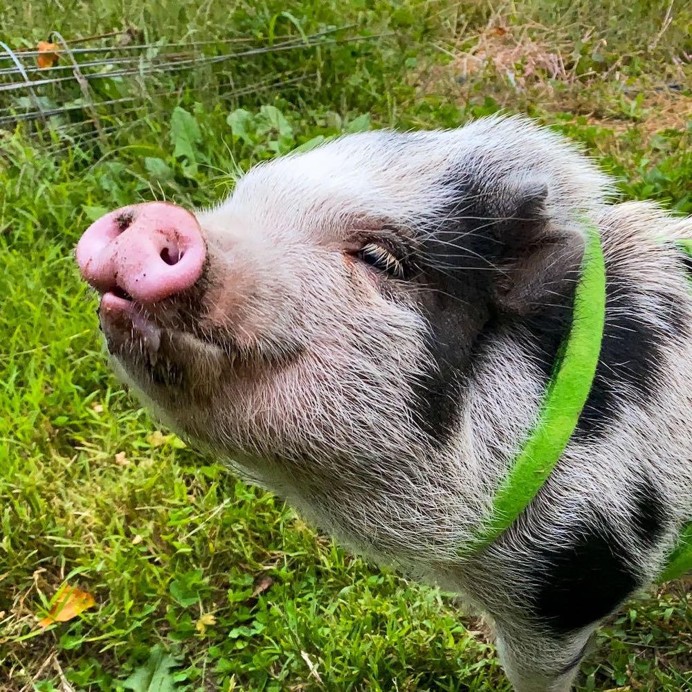 Pigs | Piggins and Banks - Nonprofit Pig Sanctuary in Virginia