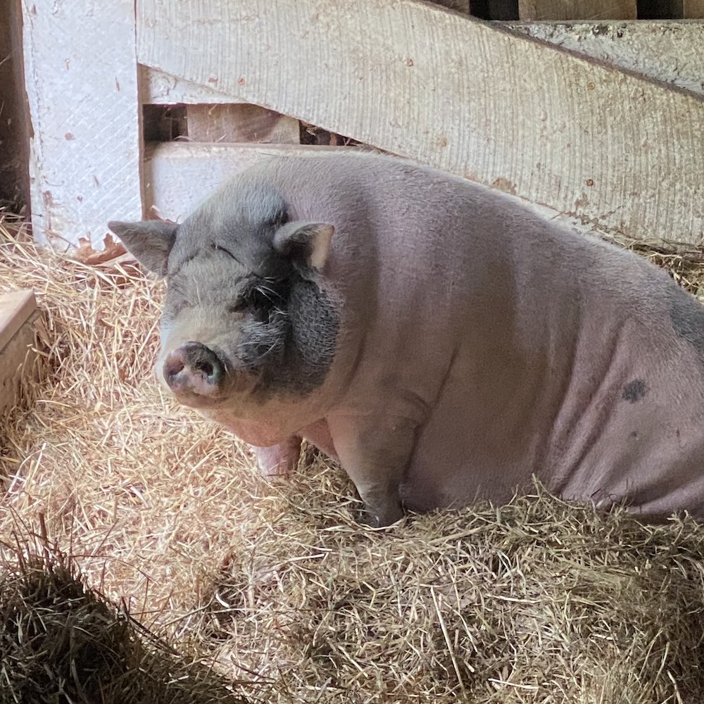 Sponsor a Pig at Piggins and Banks: Pig and Animal Sanctuary