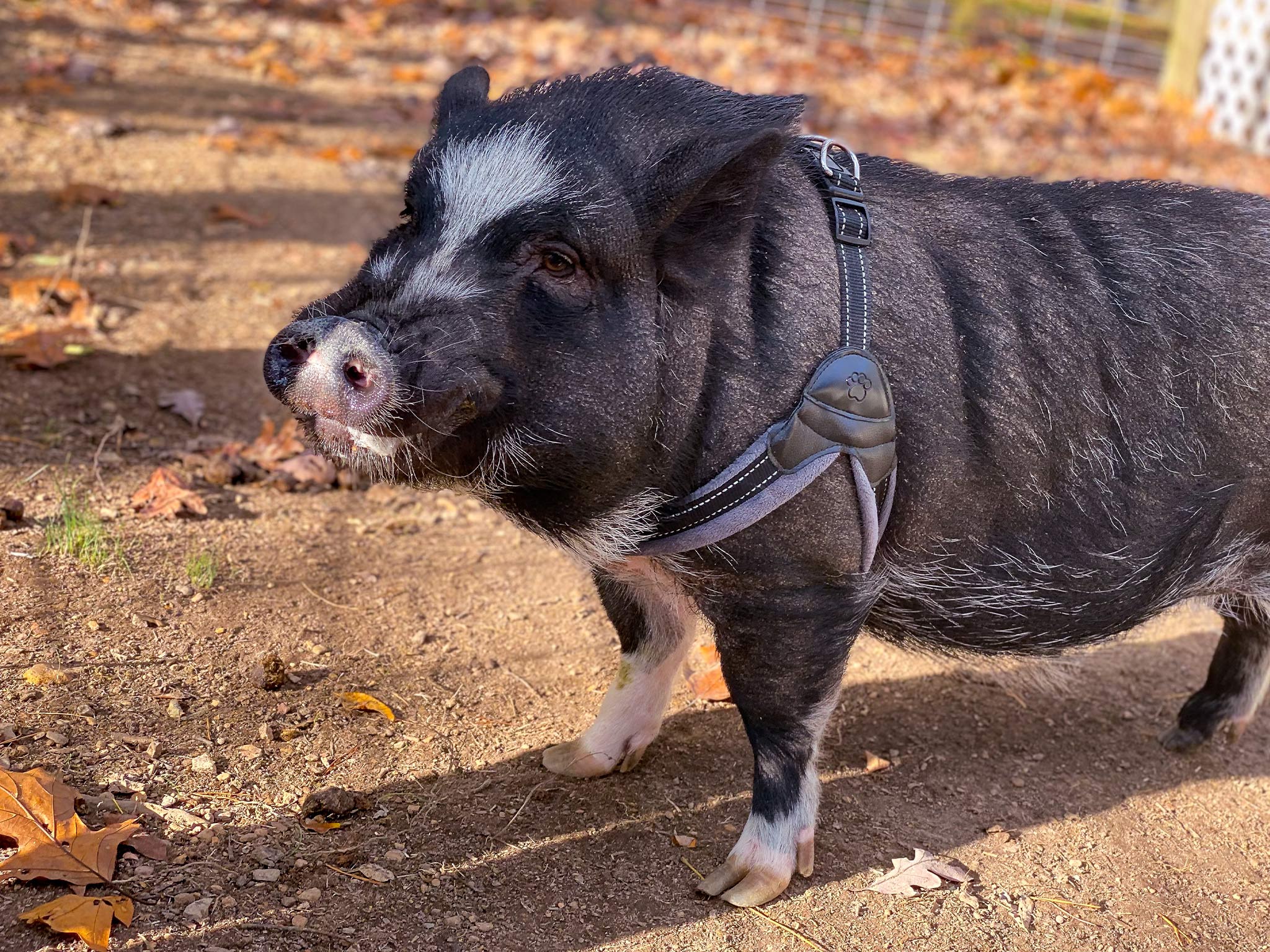 Tyrion the Pig Come to Piggins and Banks from Brooklyn Park, MD
