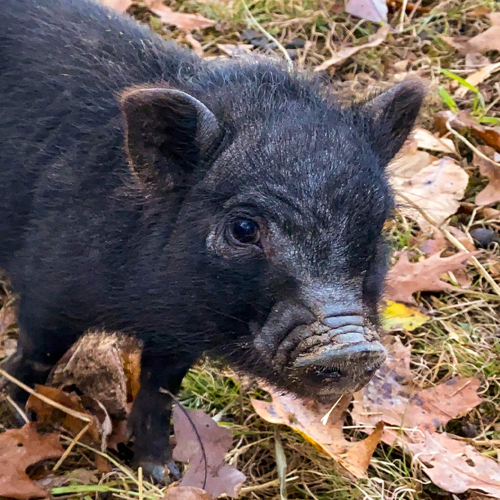 Sponsor a Pig at Piggins and Banks: Pig and Animal Sanctuary