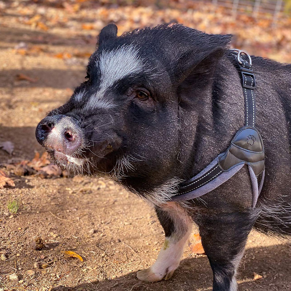Tyrion the Pig | Piggins and Banks Pig Sanctuary