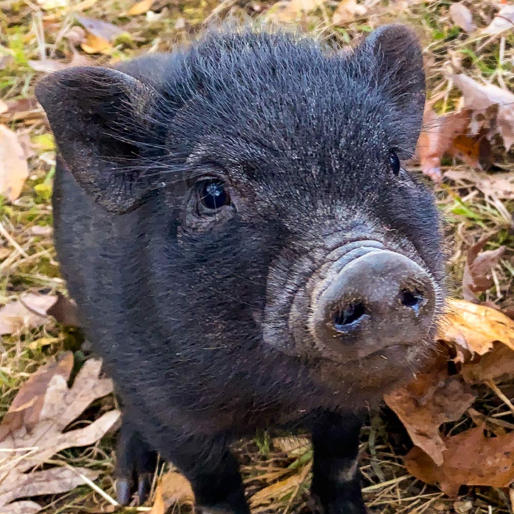 Sponsor a Pig at Piggins and Banks: Pig and Animal Sanctuary