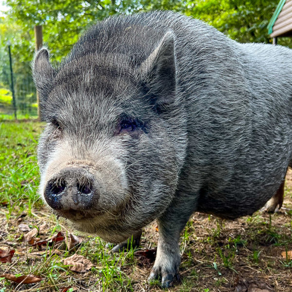 Pigs | Piggins and Banks - Nonprofit Pig Sanctuary in Virginia