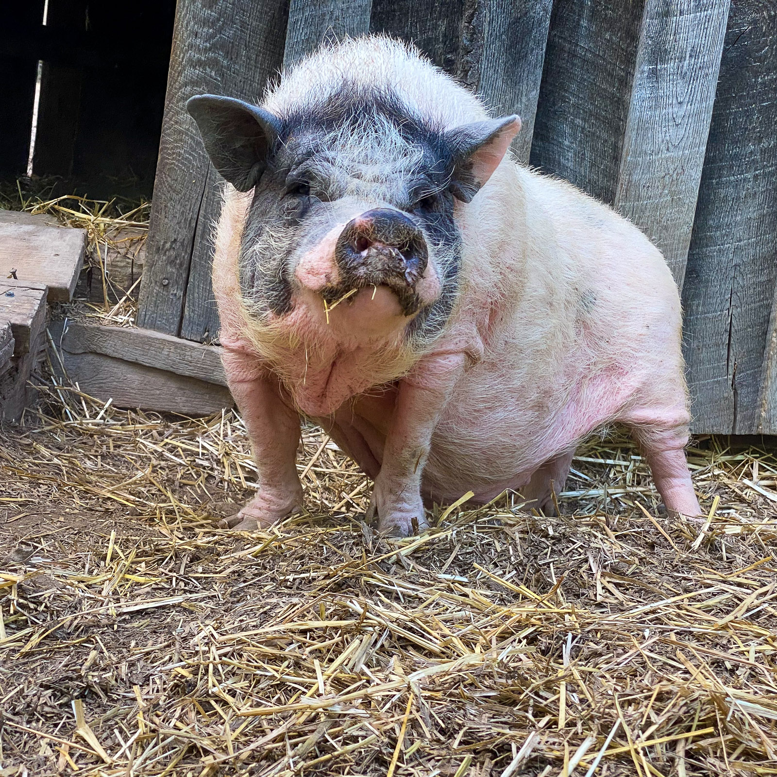 Rosie the Pig | Piggins and Banks Pig Sanctuary