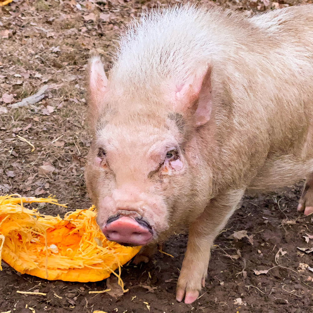 Pigs | Piggins and Banks - Nonprofit Pig Sanctuary in Virginia