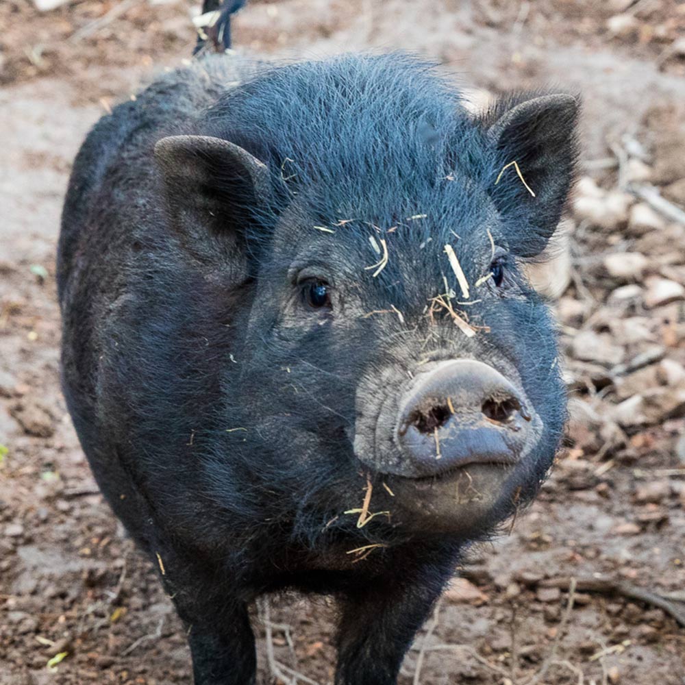 Pigs | Piggins and Banks - Nonprofit Pig Sanctuary in Virginia