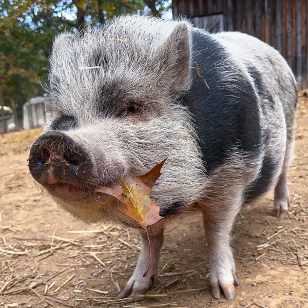 Pigs | Piggins and Banks - Nonprofit Pig Sanctuary in Virginia