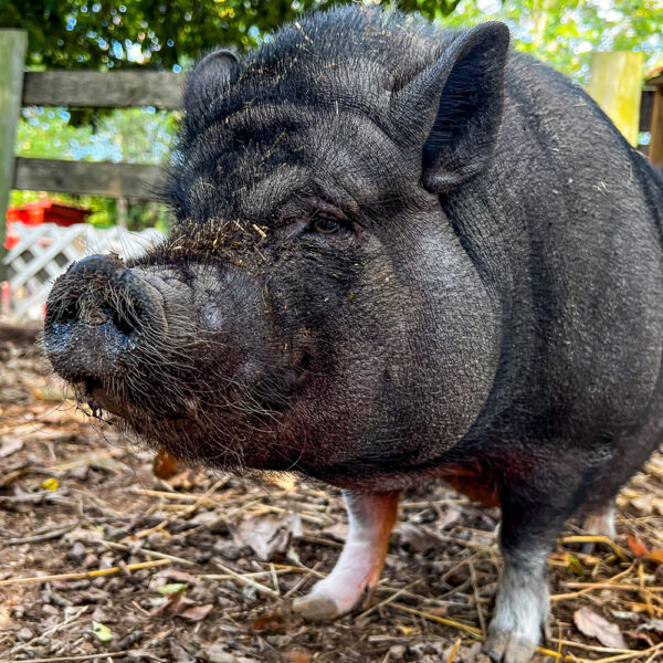 Pigs | Piggins and Banks - Nonprofit Pig Sanctuary in Virginia