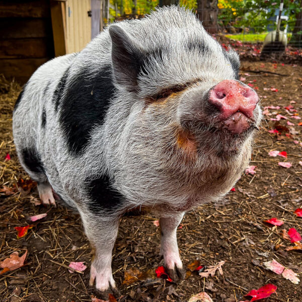 Pigs | Piggins and Banks - Nonprofit Pig Sanctuary in Virginia