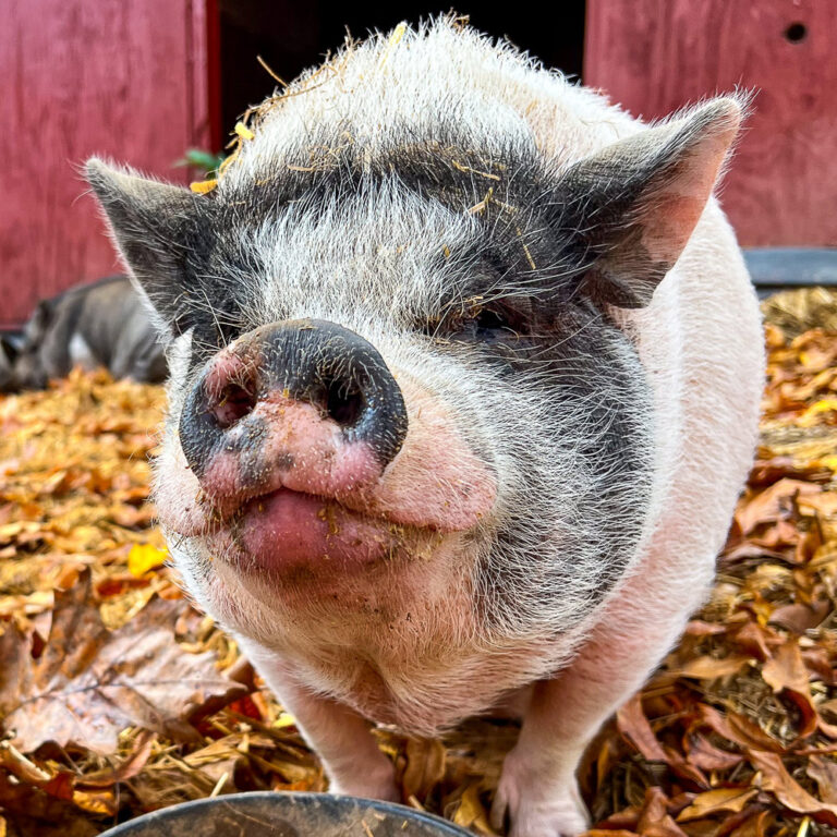 Pigs | Piggins and Banks - Nonprofit Pig Sanctuary in Virginia