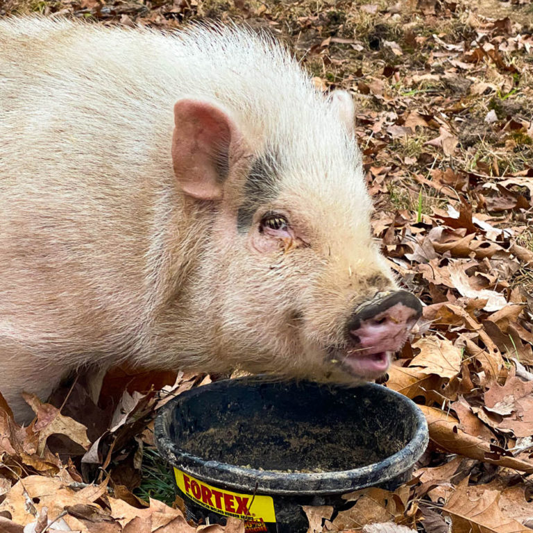 The Pigs of Piggins and Banks: Pig and Animal Sanctuary
