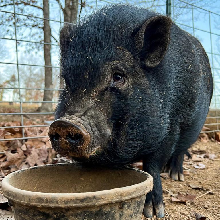 Pigs | Piggins and Banks - Nonprofit Pig Sanctuary in Virginia