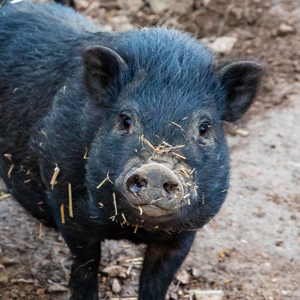 Pigs | Piggins and Banks - Nonprofit Pig Sanctuary in Virginia