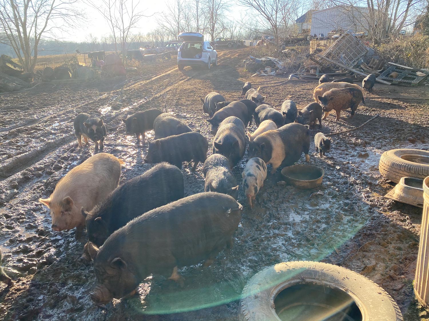 Madison, Our Rescued Pregnant Pig, Gives Birth to Piglets