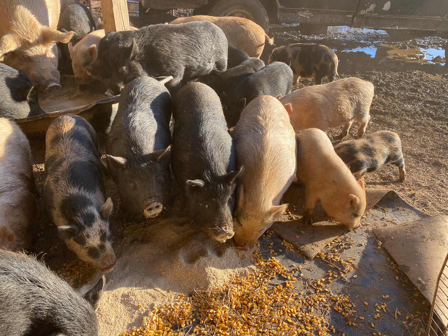 Madison, Our Rescued Pregnant Pig, Gives Birth to Piglets