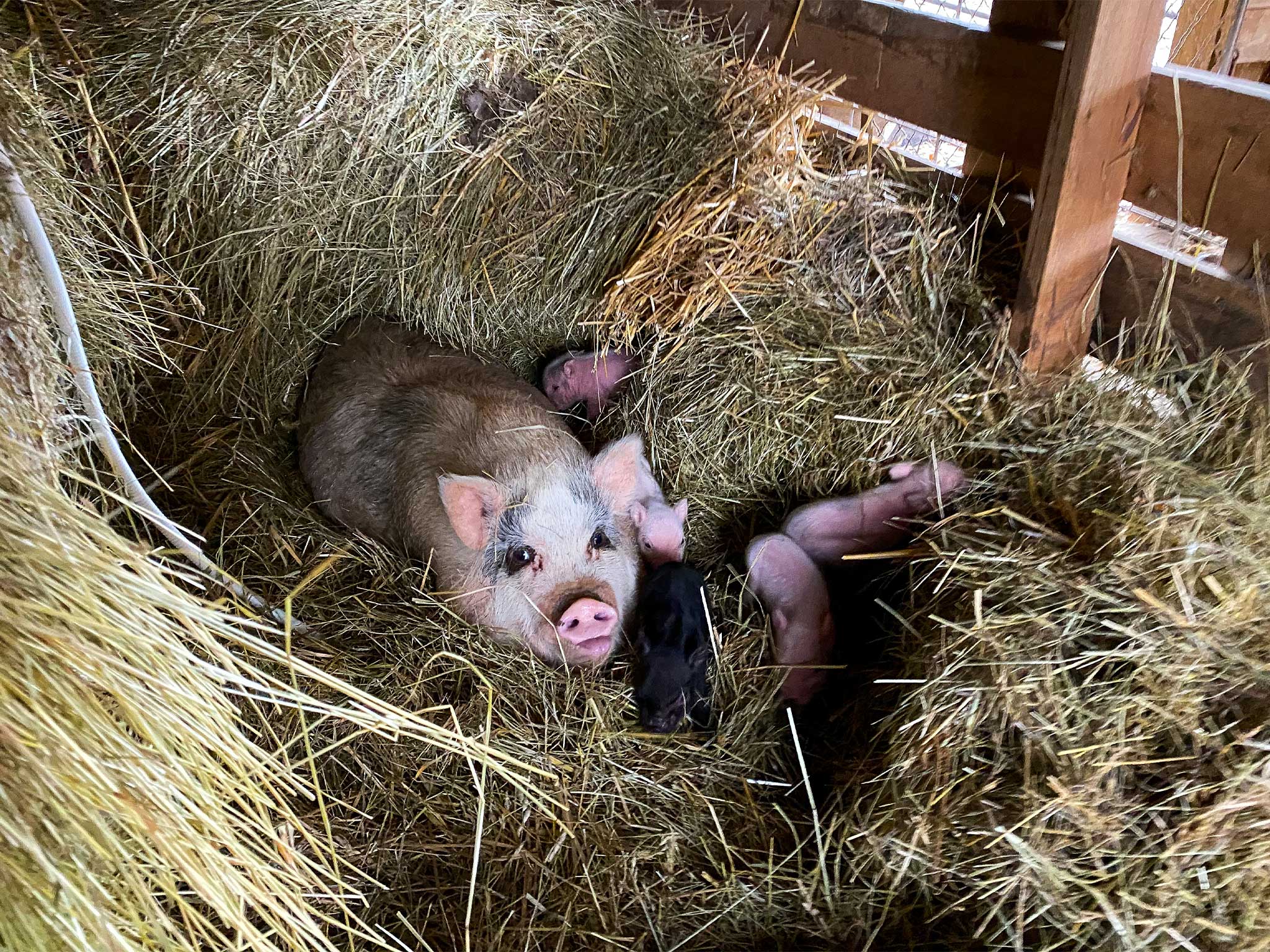 Madison, Our Rescued Pregnant Pig, Gives Birth to Piglets