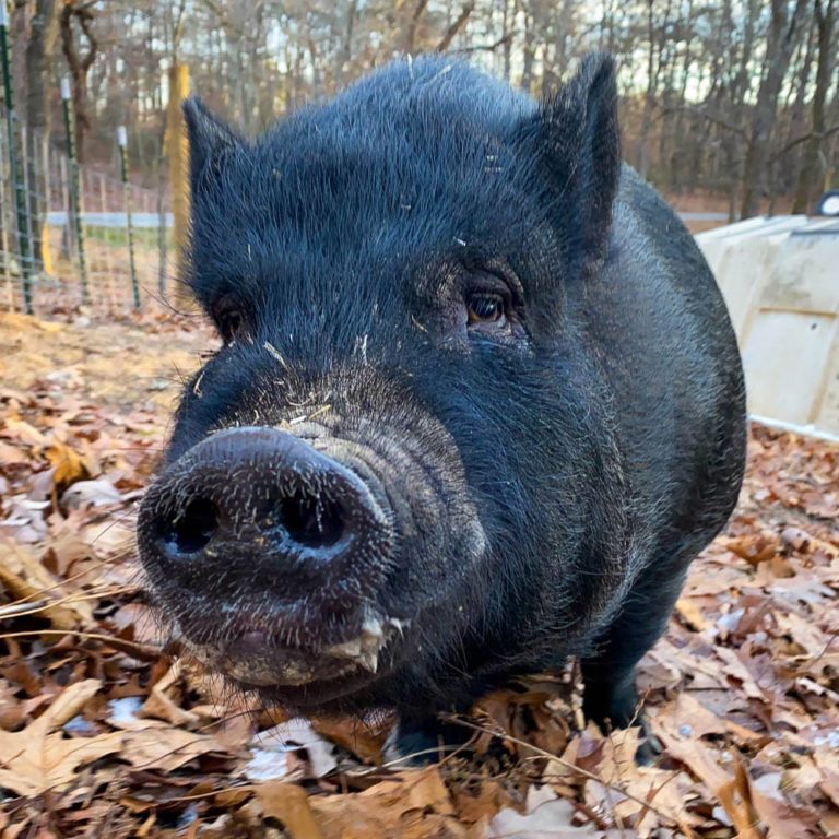 Pigs | Piggins and Banks - Nonprofit Pig Sanctuary in Virginia