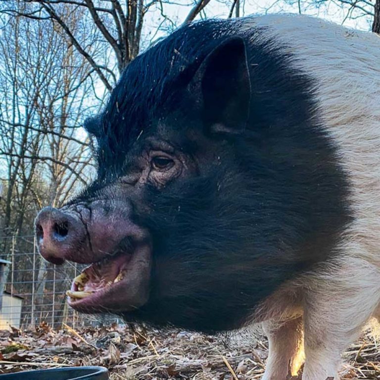The Pigs of Piggins and Banks: Pig and Animal Sanctuary