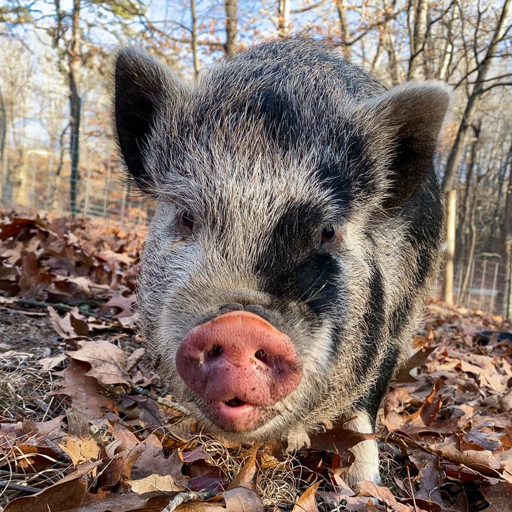 Pigs | Piggins and Banks - Nonprofit Pig Sanctuary in Virginia