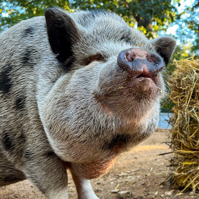 Pigs | Piggins and Banks - Nonprofit Pig Sanctuary in Virginia