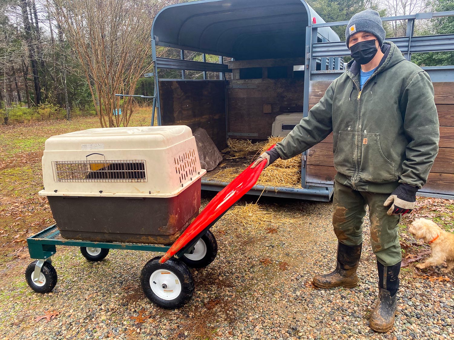 Petunia and Lily from Amelia, Virginia Join the Piggins and Banks Family