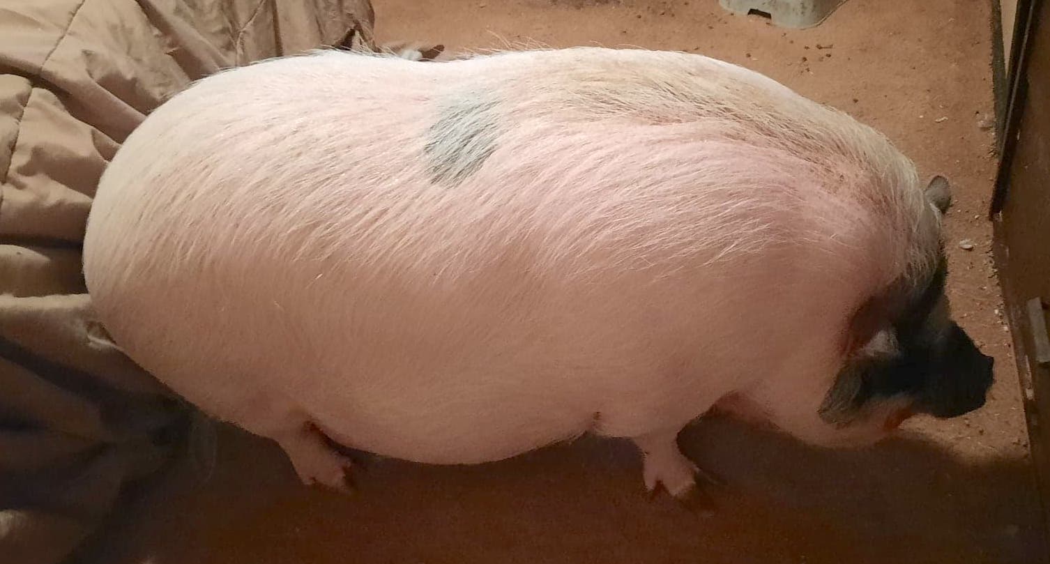 Porky the Pig Finds a New Home at Piggins and Banks