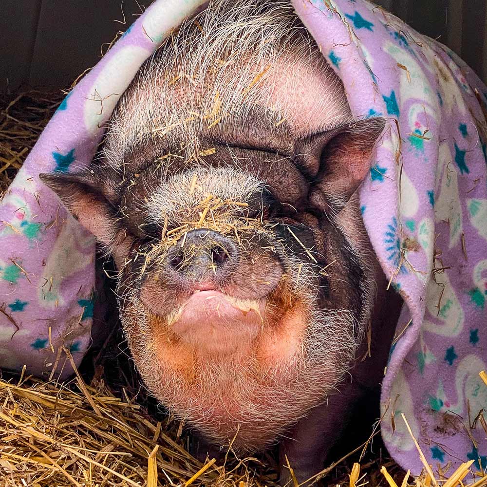 Pigs | Piggins and Banks - Nonprofit Pig Sanctuary in Virginia