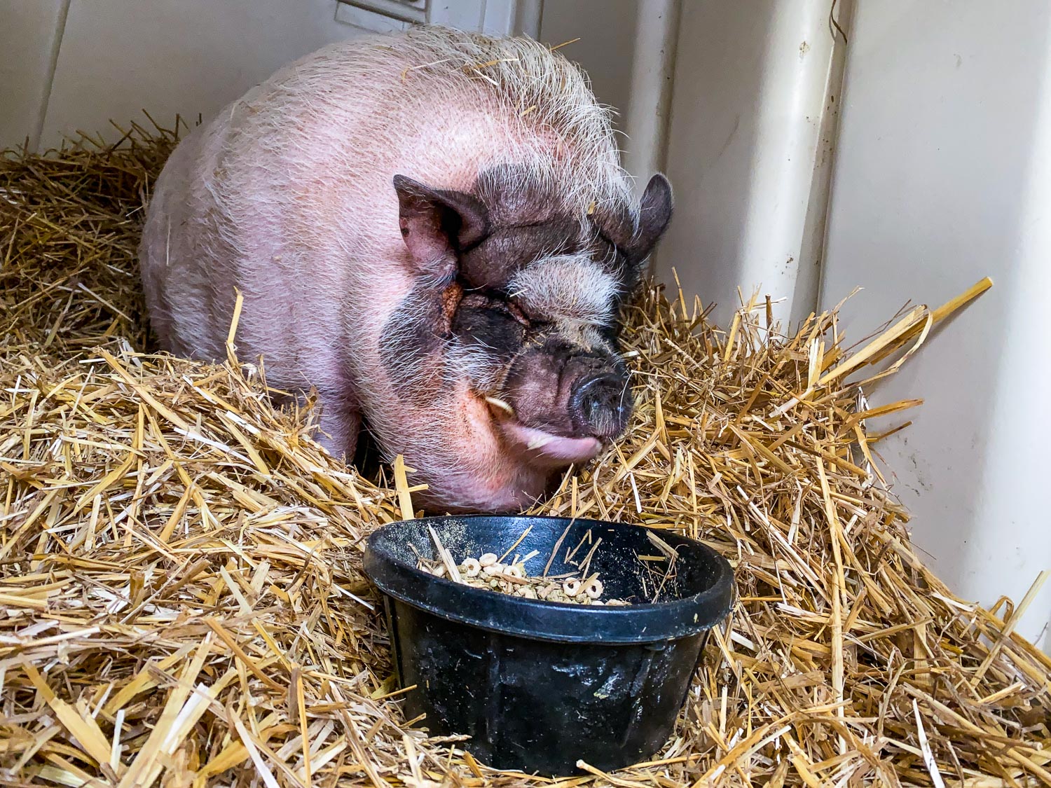 Porky the Pig Finds a New Home at Piggins and Banks
