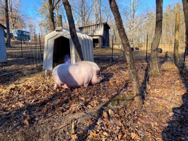 Porky the Pig Finds a New Home at Piggins and Banks