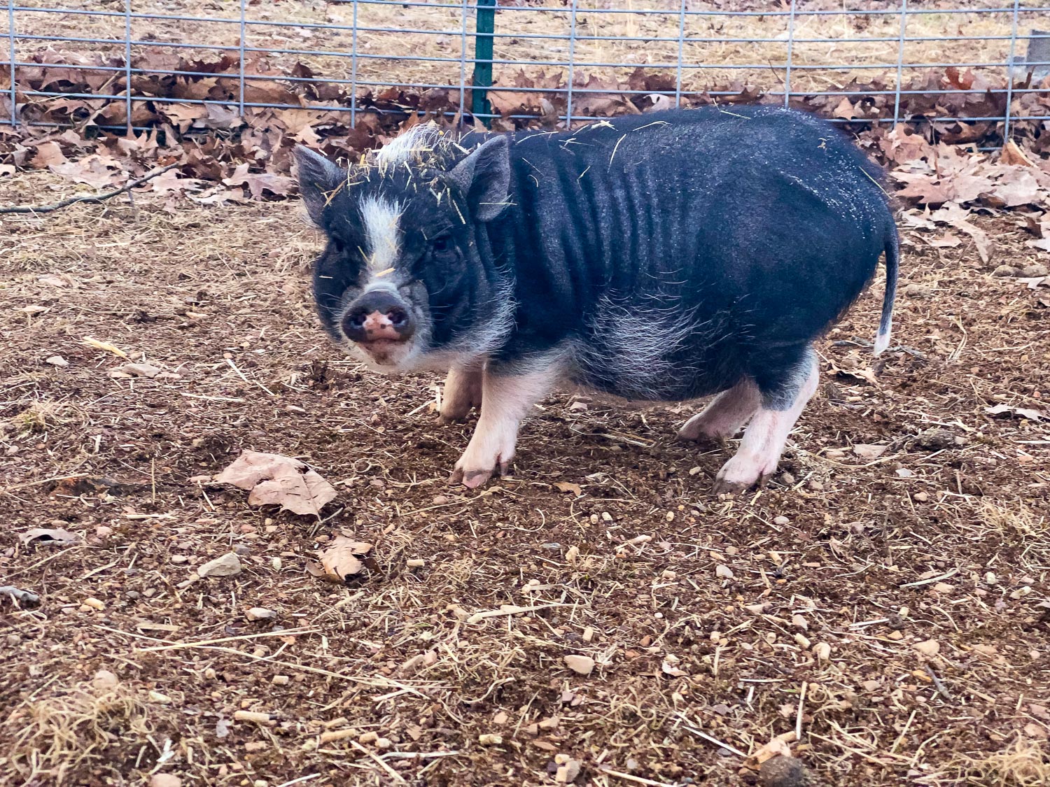 Sussex County Animal Services Brings Three Pigs to Piggins and Banks