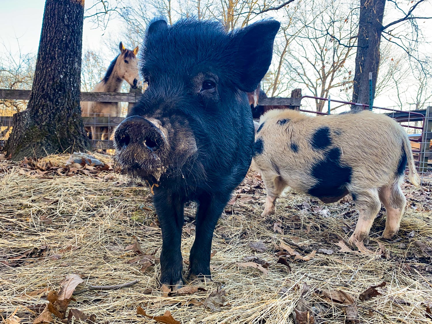 Sussex County Animal Services Brings Three Pigs to Piggins and Banks
