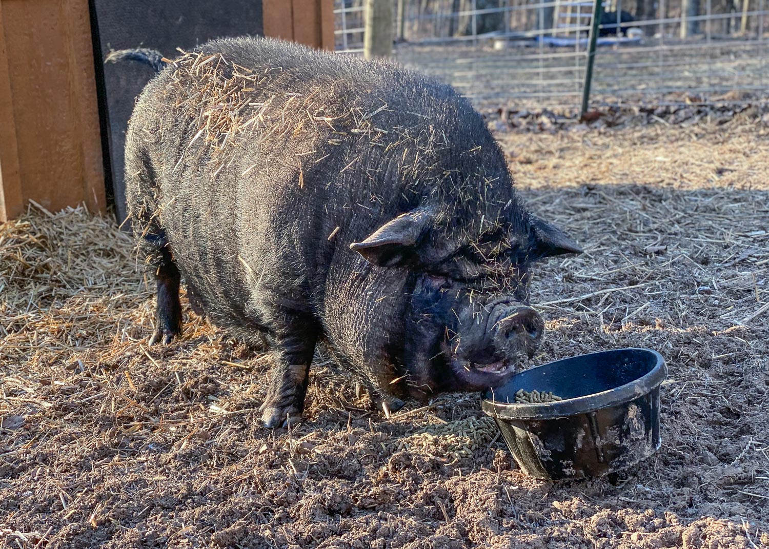 Forgotten Pig No More: Stray Pig Given Name and Forever Home
