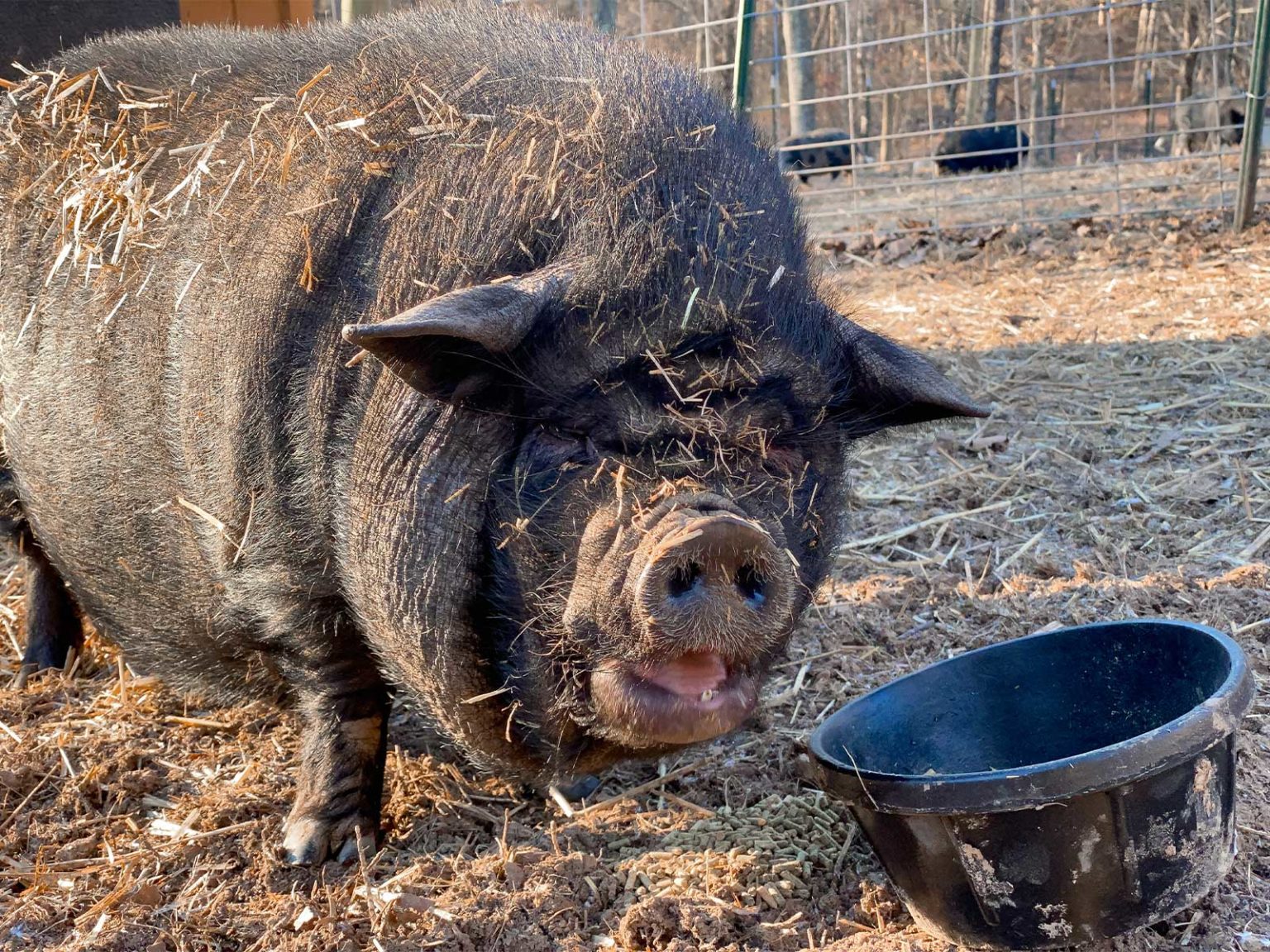 Forgotten Pig No More: Stray Pig Given Name and Forever Home