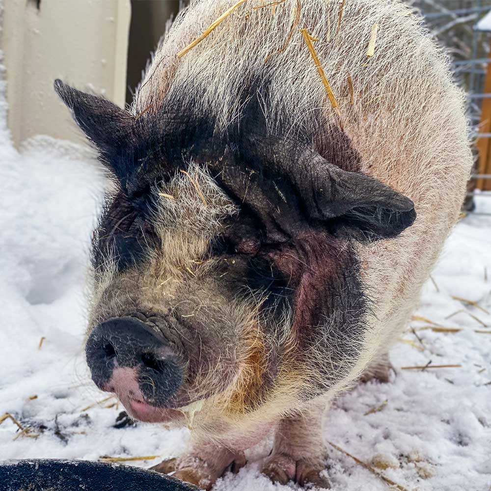 The Pigs of Piggins and Banks: Pig and Animal Sanctuary