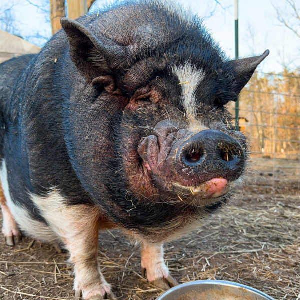 Otis the Pig | Piggins and Banks Nonprofit Pig Sanctuary