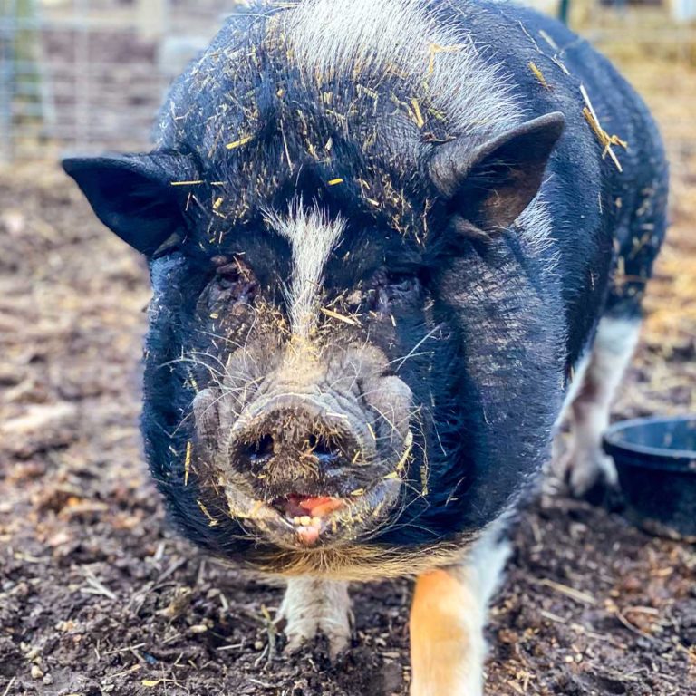 Pigs | Piggins and Banks - Nonprofit Pig Sanctuary in Virginia