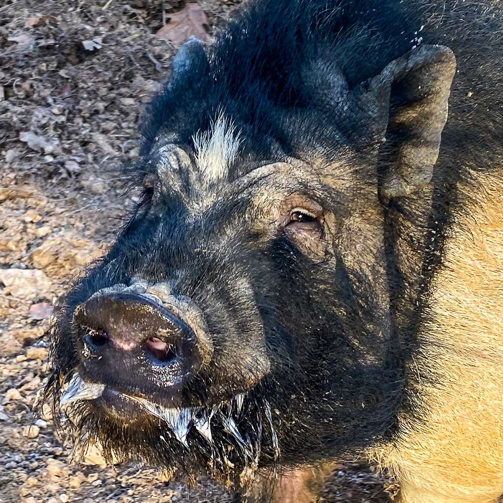Pigs | Piggins and Banks - Nonprofit Pig Sanctuary in Virginia