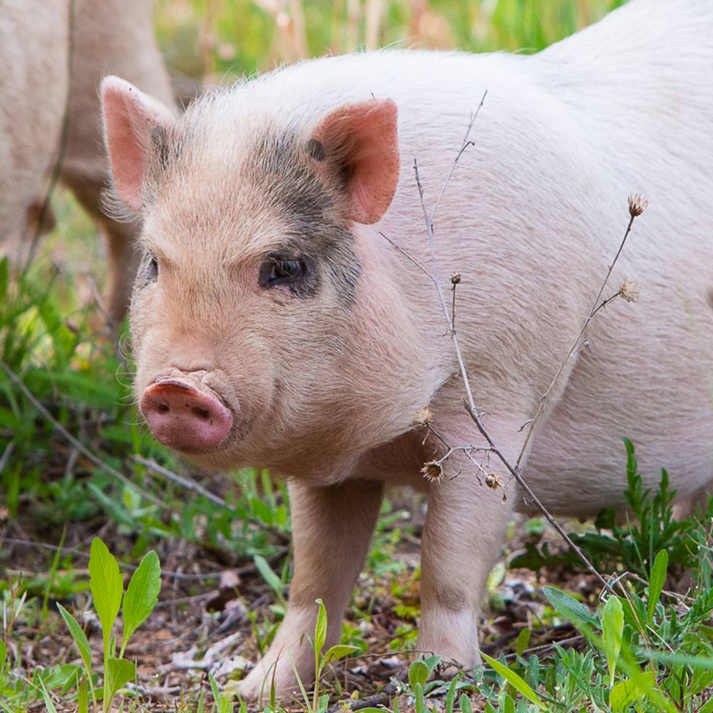 Pigs | Piggins and Banks - Nonprofit Pig Sanctuary in Virginia