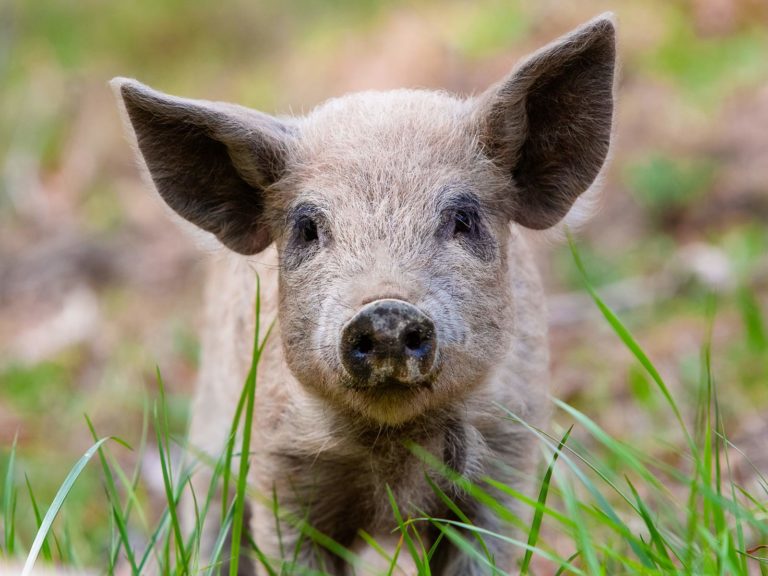 Easter Pig will NOT be a Ham Dinner: Gets a Chance at Life