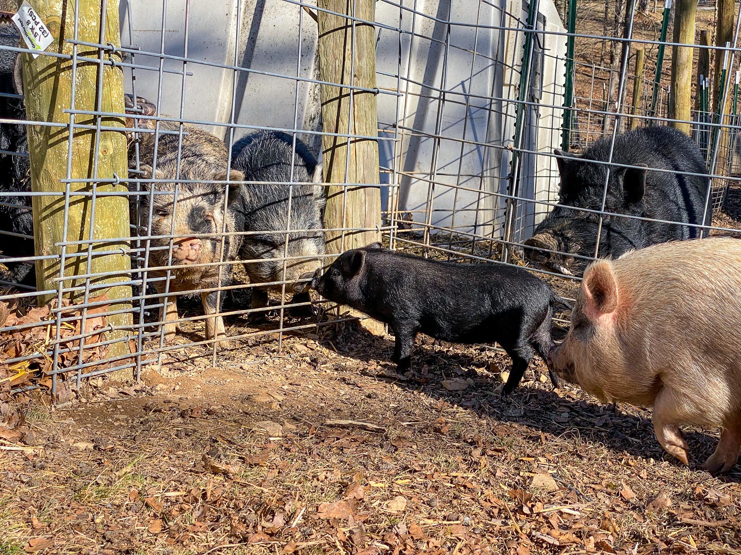 New Piglet Accepted into Madison’s Family at Piggins and Banks
