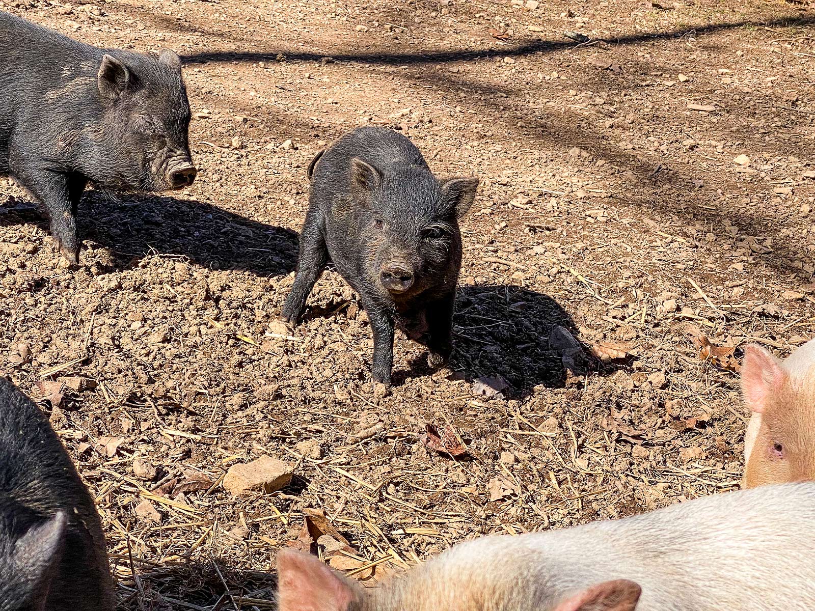 New Piglet Accepted into Madison’s Family at Piggins and Banks