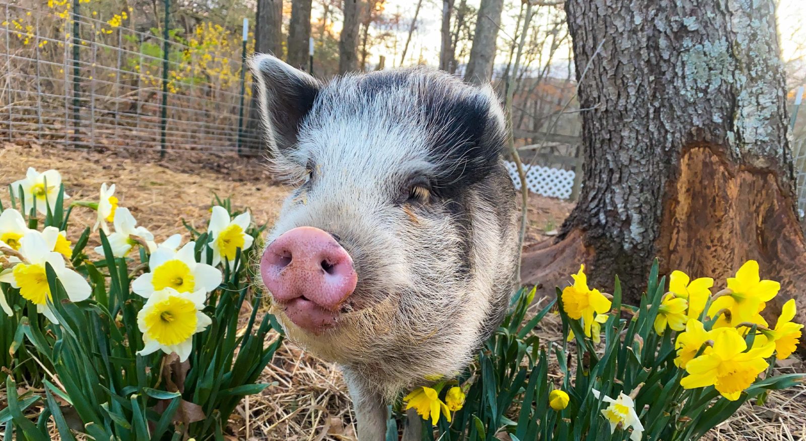 Piggins and Banks: A Nonprofit Pig Sanctuary in Virginia