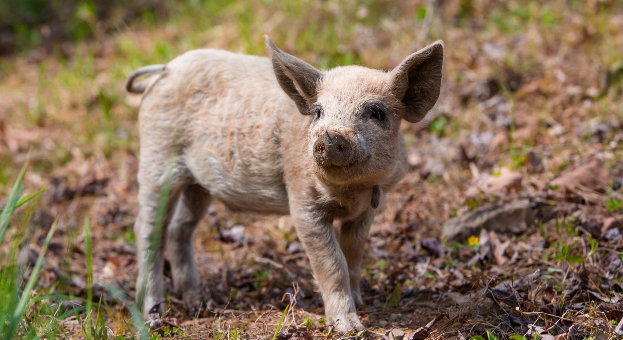 Piggins and Banks: A Nonprofit Pig Sanctuary in Virginia