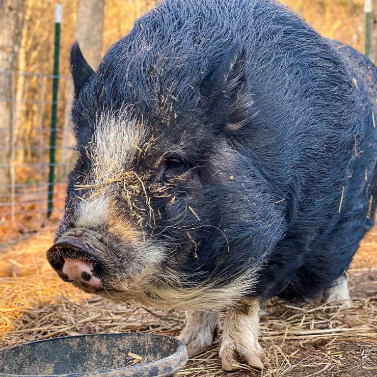 Pigs | Piggins and Banks - Nonprofit Pig Sanctuary in Virginia