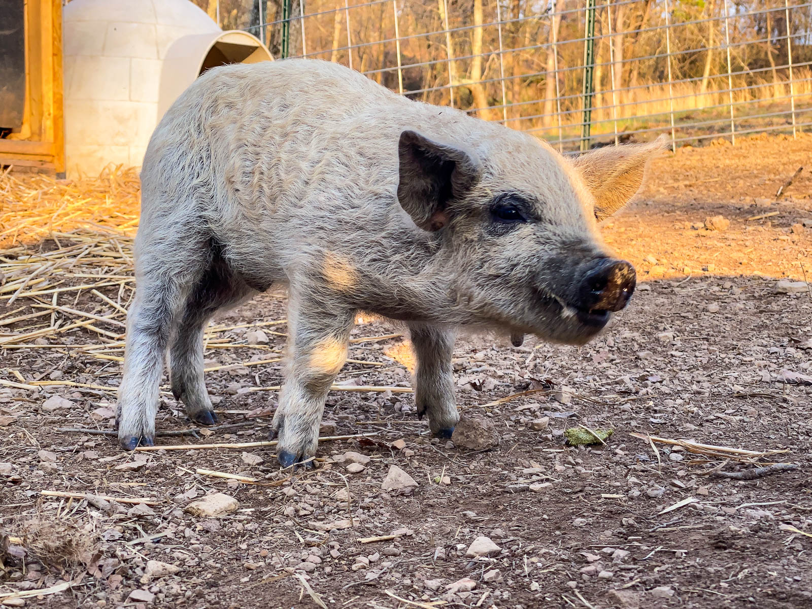 Easter Pig will NOT be a Ham Dinner: Gets a Chance at Life