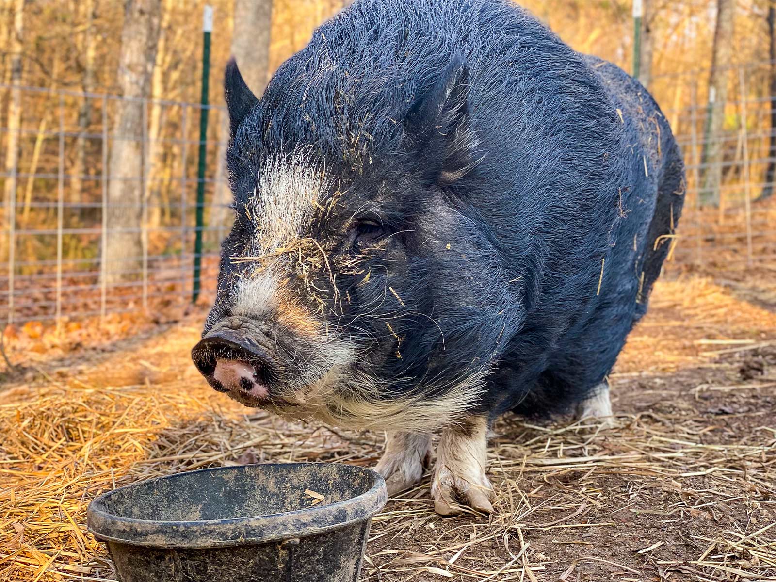 Rescued Pig Doesn’t Have to “Journey” Far to New Home