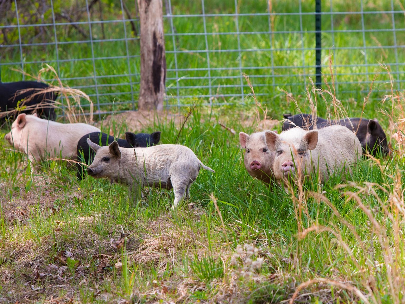 Video Tour: Madison’s New Pig Pen