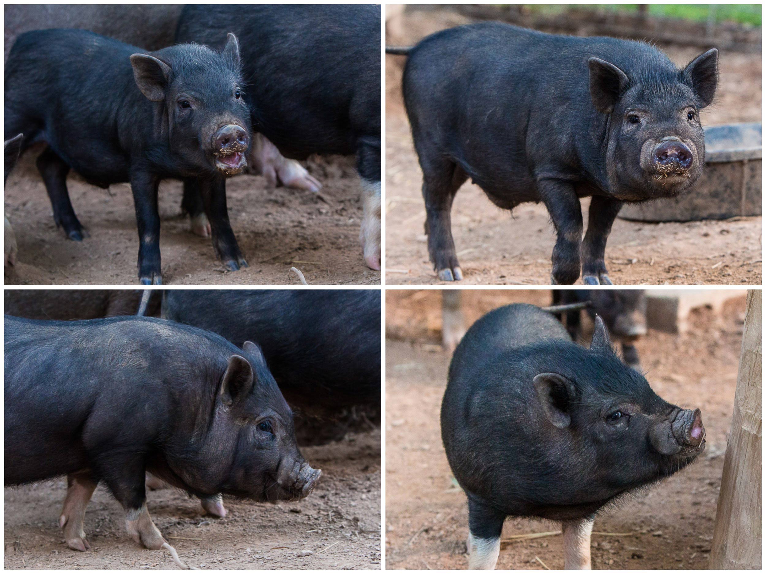 Help Us Name Sunday’s Four Male Piglets