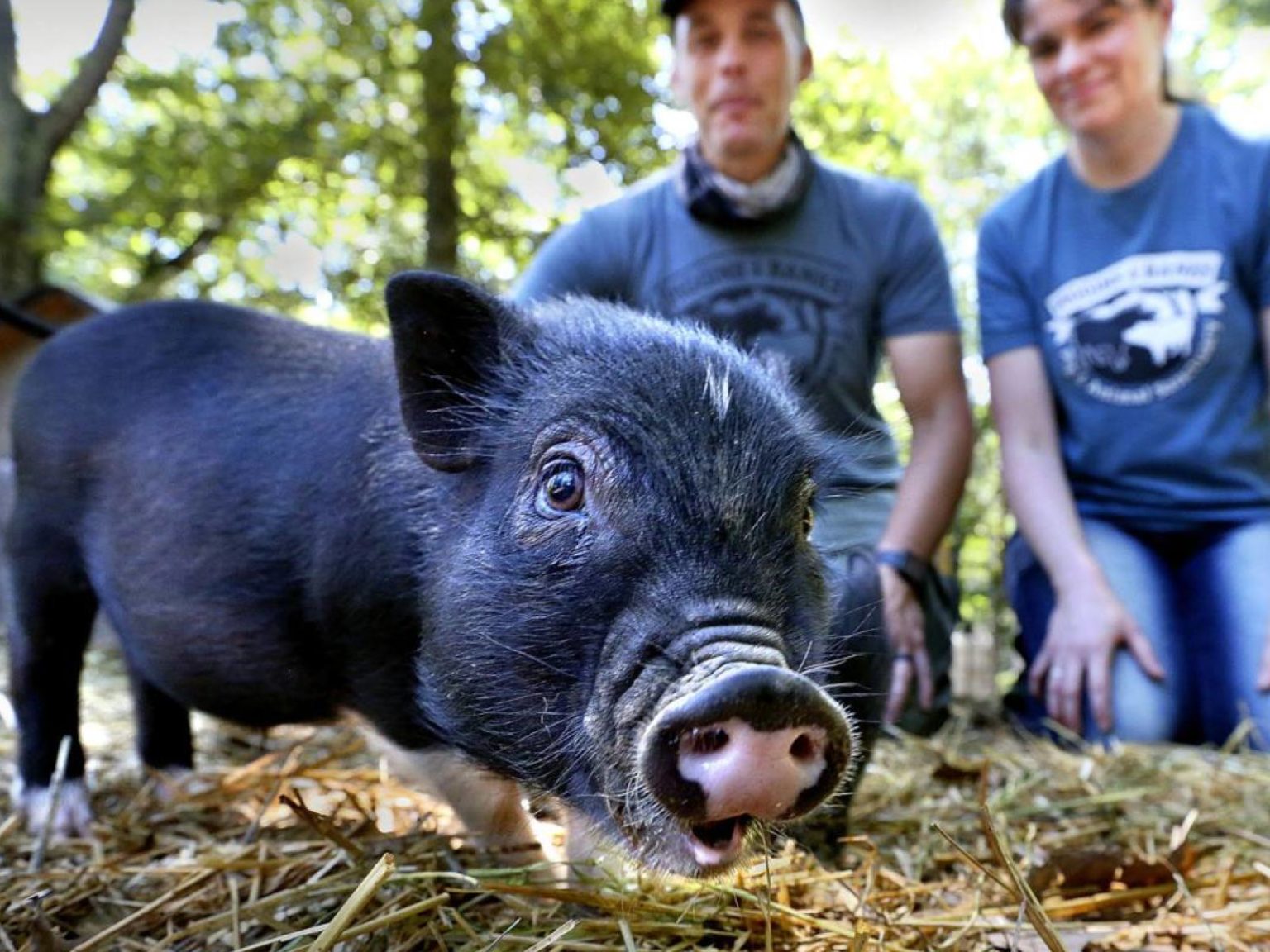 Piggins and Banks Featured in The Winchester Star